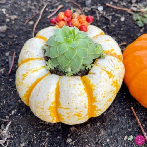 How to Make Succulent Pumpkins | Get Your Holiday On